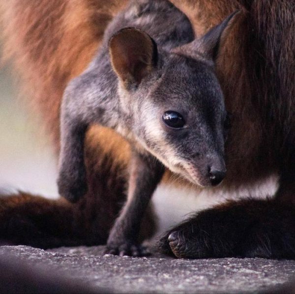 Brush-Tailed Rock-Wallaby Information