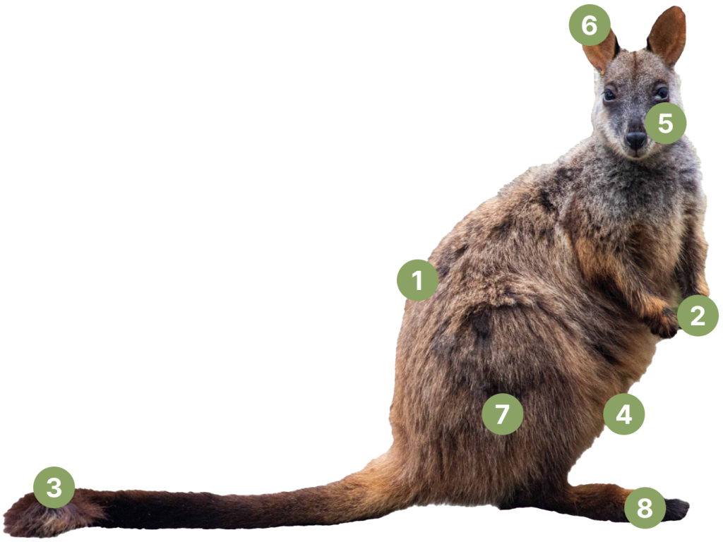 Brush-Tailed Rock-Wallaby Information