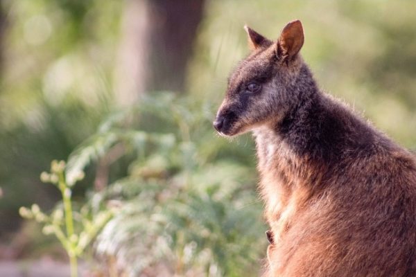 Brush-Tailed Rock-Wallaby Printable Activities, Crafts & Games